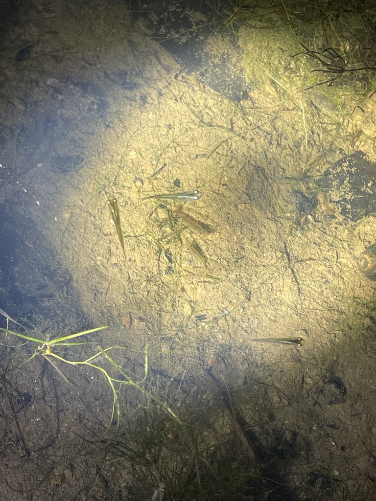 Chinese rice fish from 九峰山旅游区, 宁波市, 浙江省, CN on October 20, 2024 at 10: ...