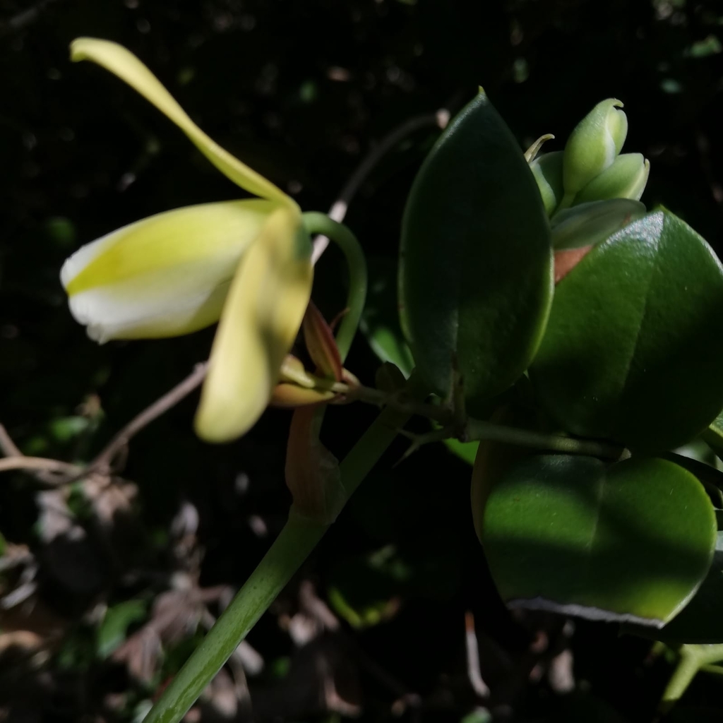 Slime Soldier-in-a-Box from Brenton-on-Sea, 6570, South Africa on ...