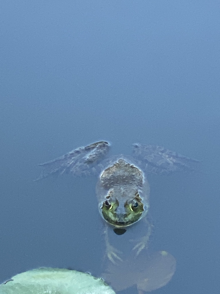 American Bullfrog from Atlanta Botanical Garden, Atlanta, GA, US on ...
