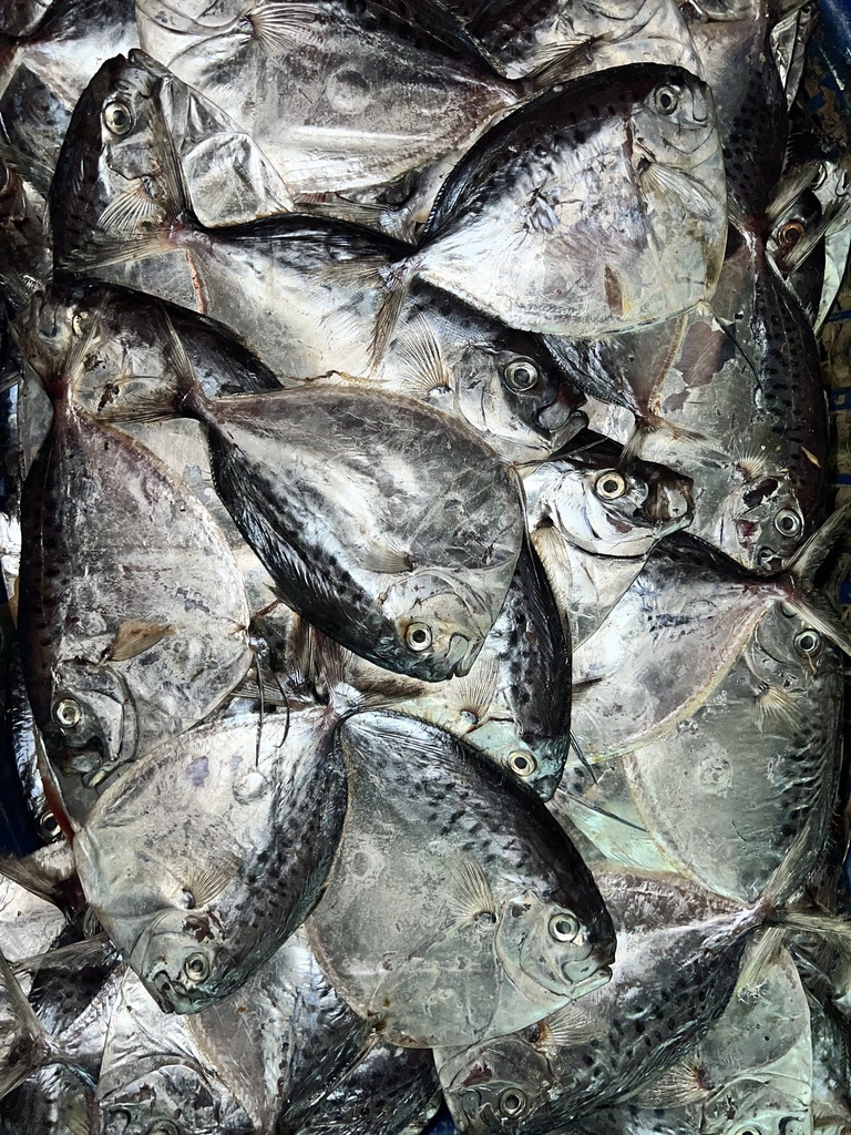 Razor Moonfish from 祥芝码头, 泉州市, 福建省, CN on October 16, 2024 at 06:23 PM ...
