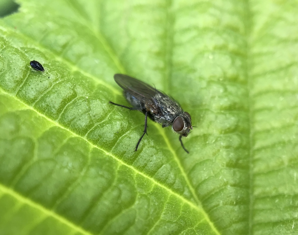 Cluster Flies from Dzyatlouhski, , Grodno Province, BY on July 08, 2019 ...