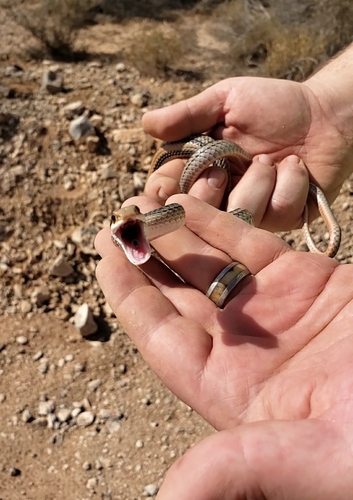 Big Bend Patchnose Snake (Salvadora deserticola) - Snakes and Lizards