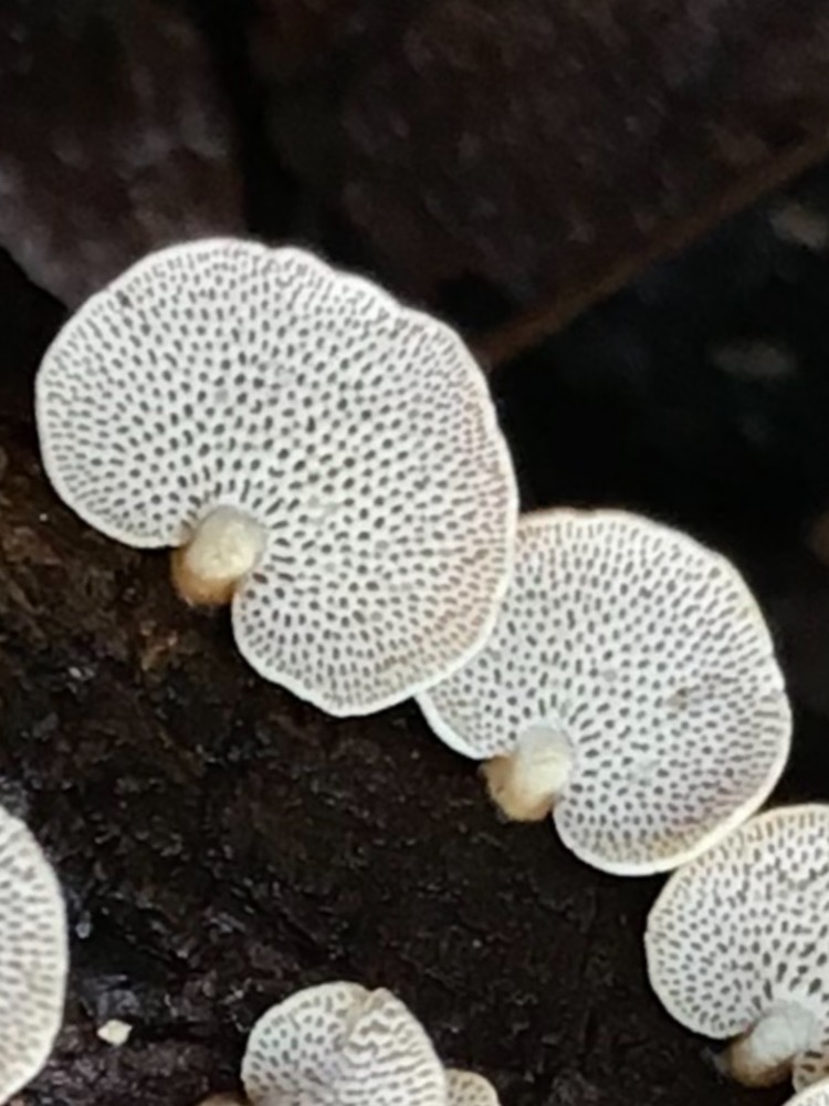 Panellus pusillus from Hornsby - South, AU-NS, AU on July 08, 2019 at ...