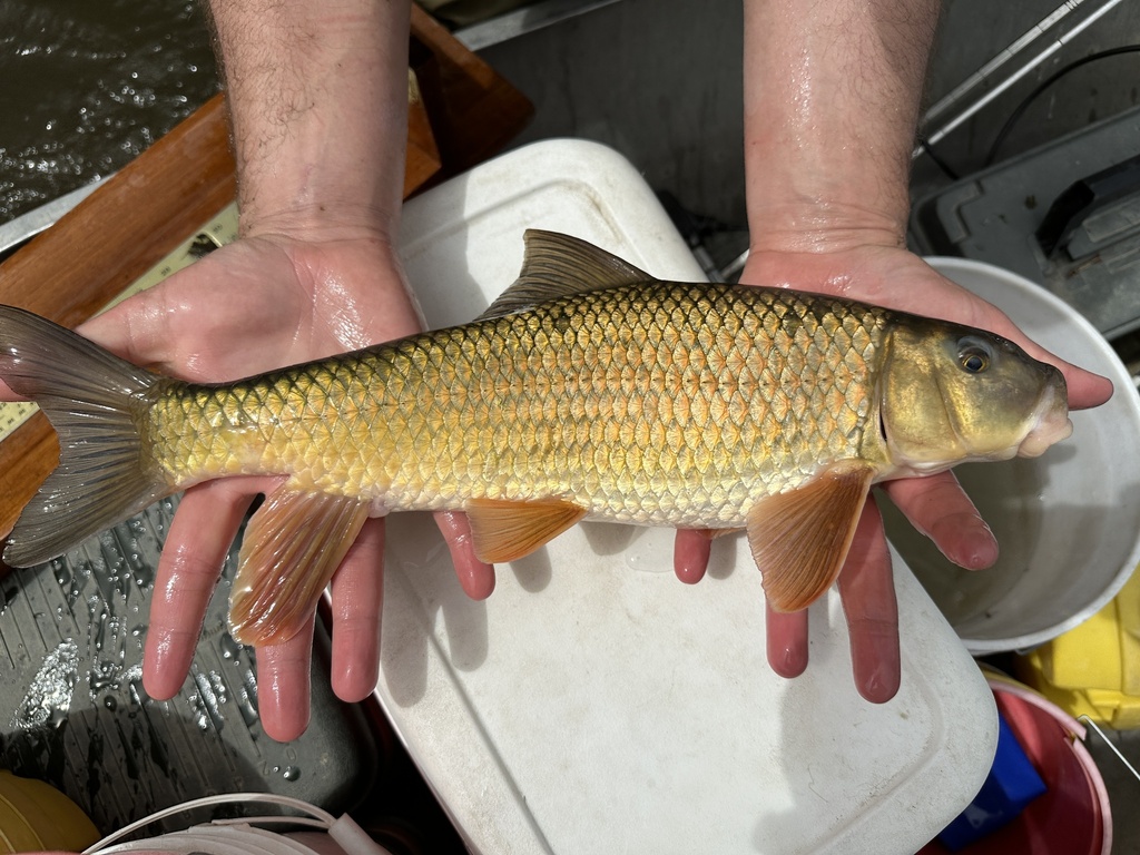 Golden Redhorse (Moxostoma erythrurum) - Marine Life Identification