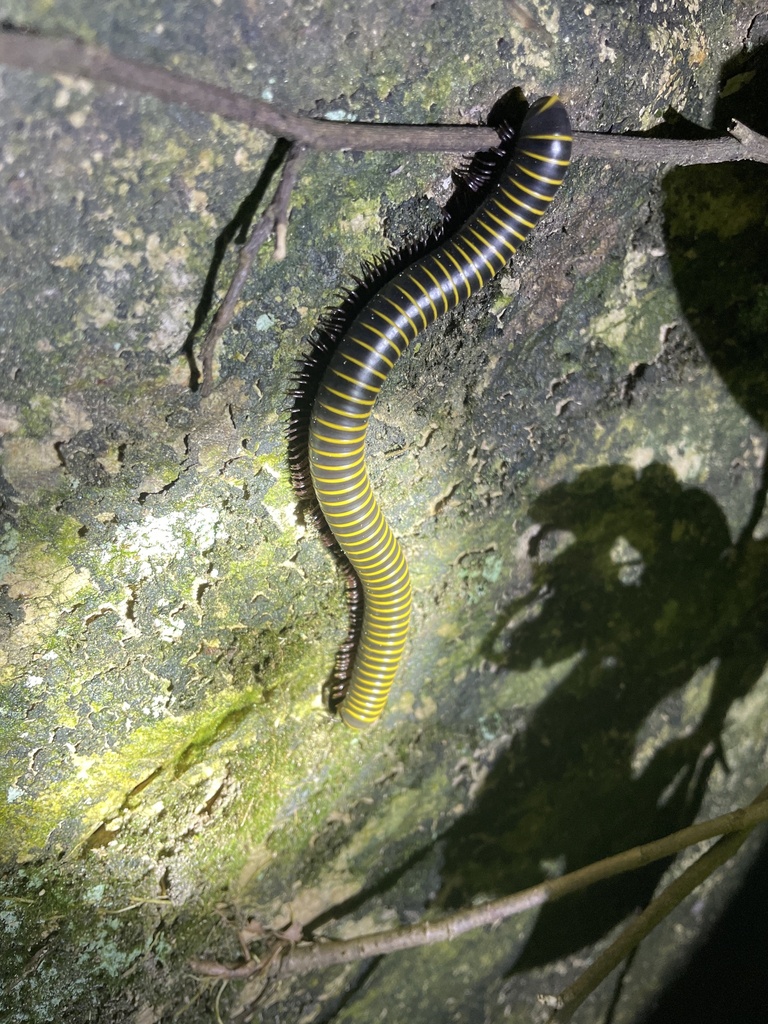 Spirobolus from 九峰山旅游区, 宁波市, 浙江省, CN on October 21, 2024 at 12:17 AM by ...