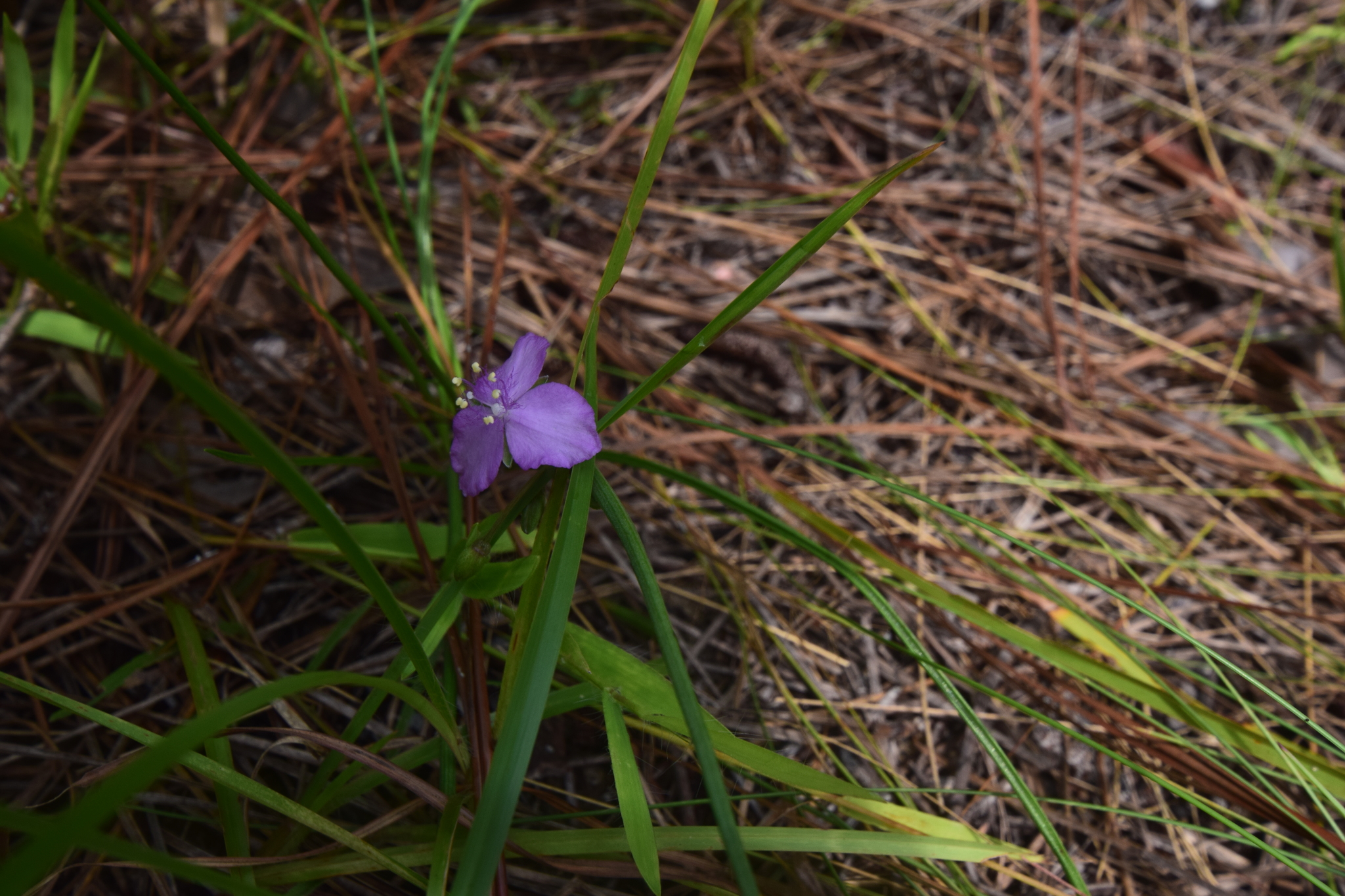 Callisia rosea (Vent.) D.R.Hunt