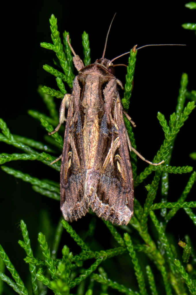 Sweet Potato Armyworm Moth from Bill's backyard, Lewes, DE on October ...