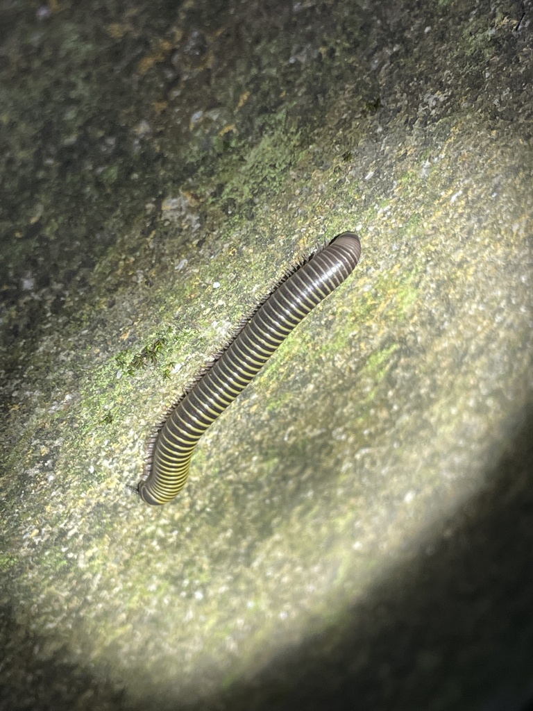 Spirobolus from 九峰山旅游区, 宁波市, 浙江省, CN on October 21, 2024 at 12:56 AM by ...