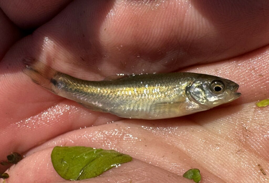 Fathead Minnow from Wheeler Branch at US Hwy 72 Alt, Lawrence County ...