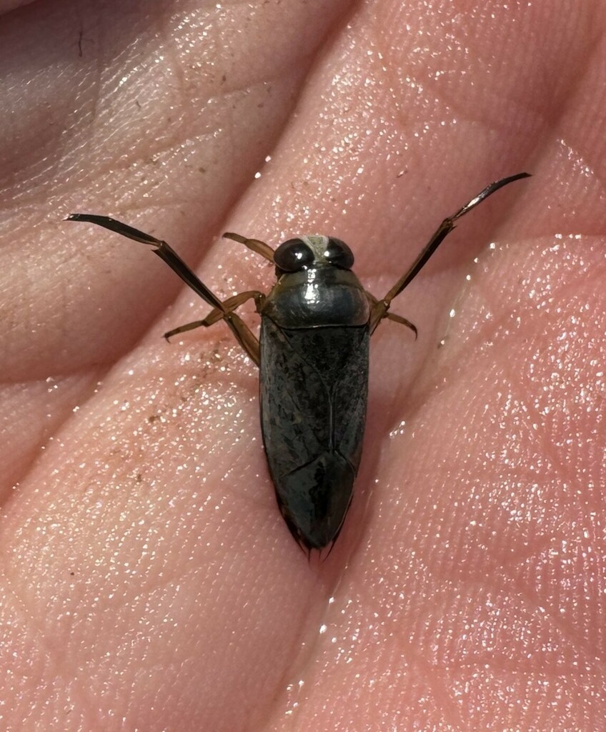 Notonecta irrorata from Wheeler Branch at US Hwy 72 Alt, Lawrence ...