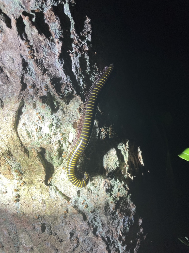 Spirobolus in October 2024 by Alex Pintsen JIN · iNaturalist