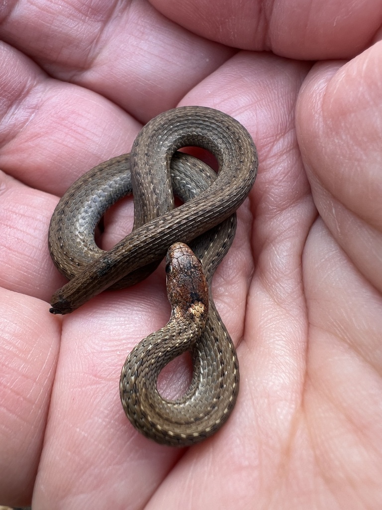Red-bellied Snake from Philbrick Ln, Whitefield, ME, US on October 20 ...