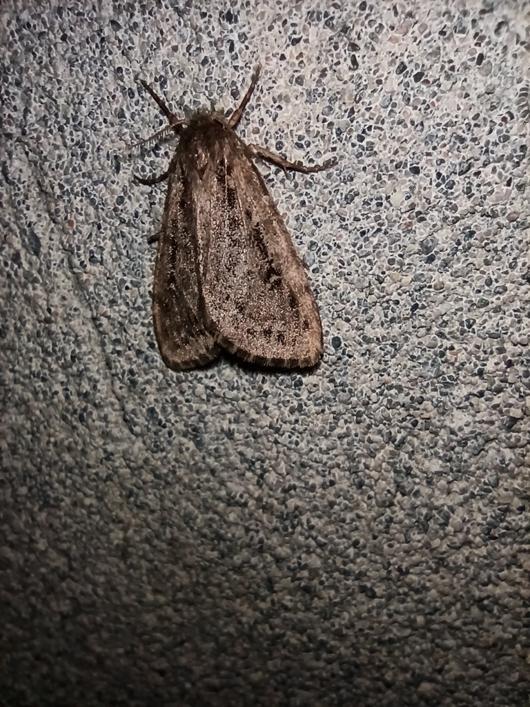 Parocneria signatoria from Goychay, Azerbaijan on August 26, 2024 at 10 ...