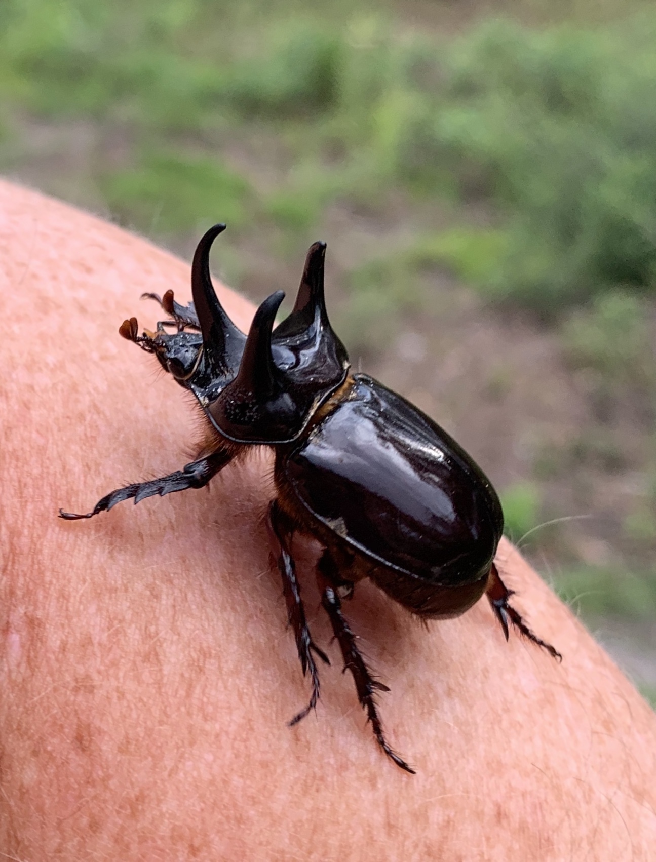 Ox Beetle