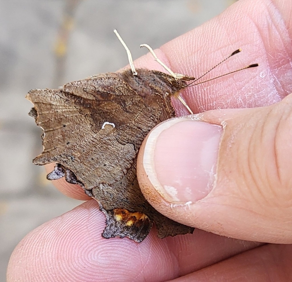 Eastern Comma from Sterling Heights, MI 48313, USA on October 20, 2024 ...