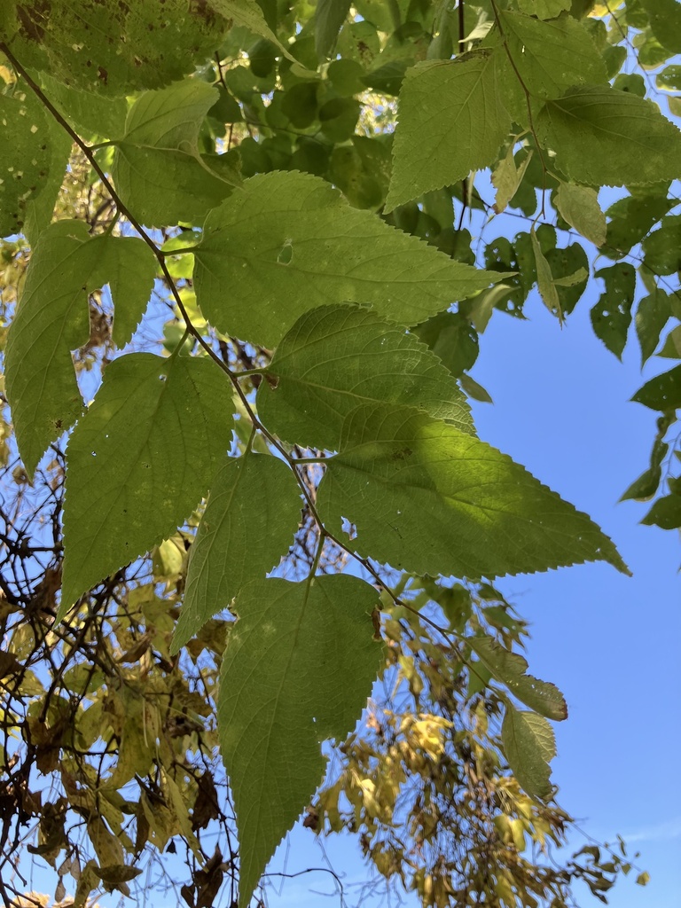 common hackberry from Wood Lake Nature Center, Richfield, MN, US on ...