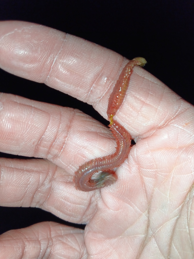 Ragworms and Allies from 中国山东省青岛市即墨区 on October 19, 2024 at 10:14 PM by ...