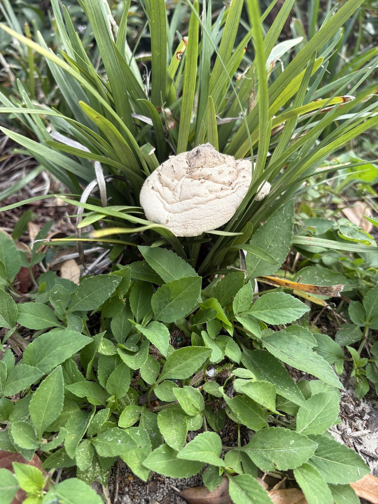 green-spored parasol from University of south Florida on October 20 ...