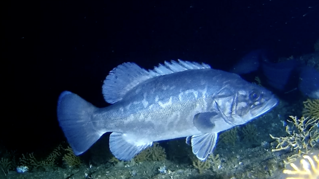 Atlantic Wreckfish (Polyprion americanus) - Marine Life Identification