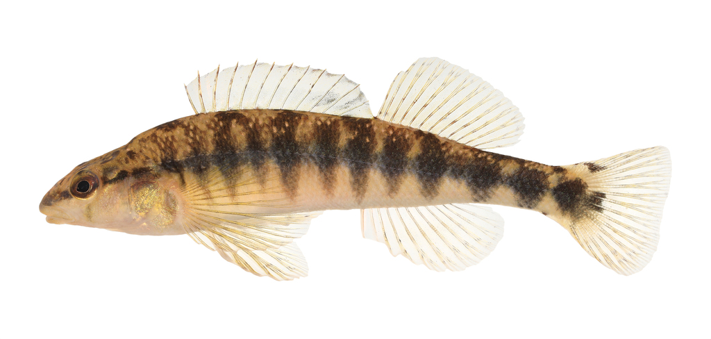 Blackbanded Darter (Percina nigrofasciata) - Marine Life Identification