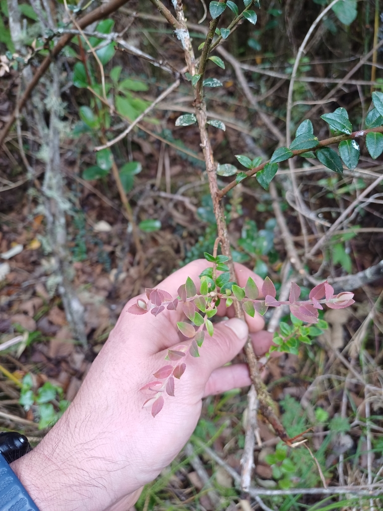 Andean blueberry from Ibarra, EC-IM, EC on October 20, 2024 at 02:20 PM ...