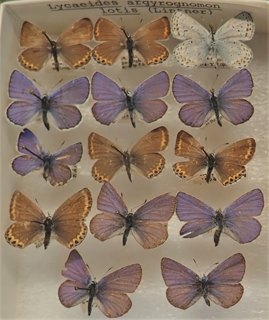 Lotis Blue from Mendocino County, CA, USA on April 15, 2018 by Asa ...