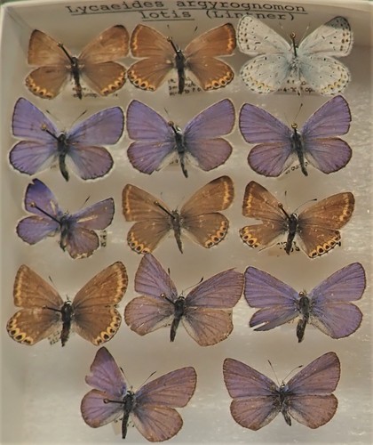 Lotis Blue (Subspecies Plebejus idas lotis) · iNaturalist United Kingdom