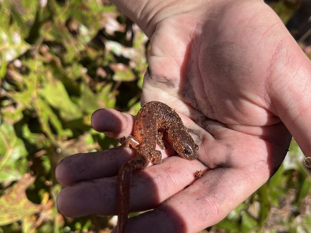 Mud Salamander in October 2024 by Matthew. Another mud salamander ...