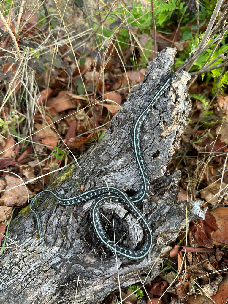 Red-spotted Garter Snake in October 2024 by Kieran Hanrahan · iNaturalist