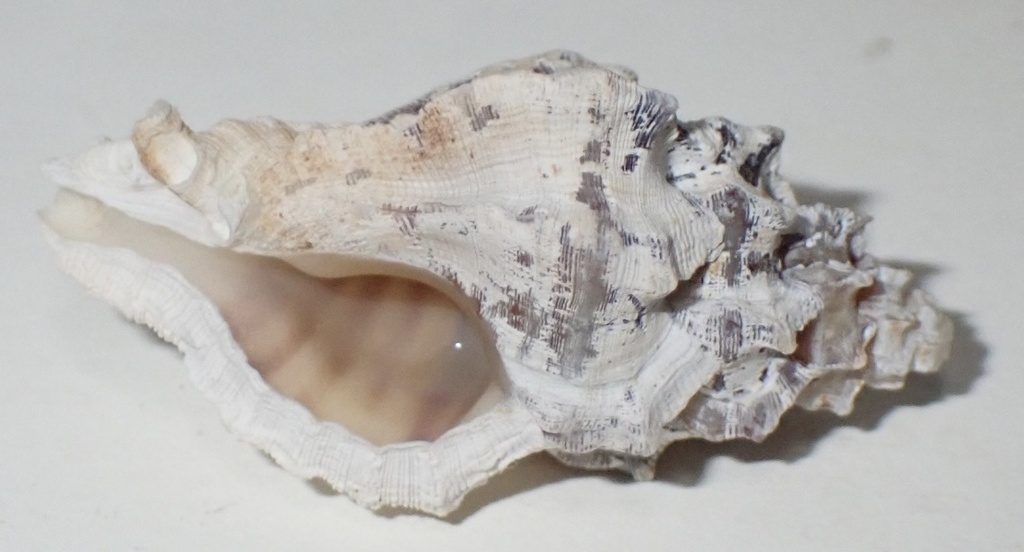 Dermomurex indentatus from Golfo De Panamá, Provincia de Panamá, PA on ...