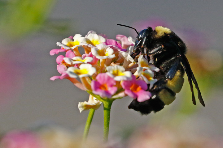 American Bumble Bee from Hills of Hays, San Marcos, TX 78666, USA on ...