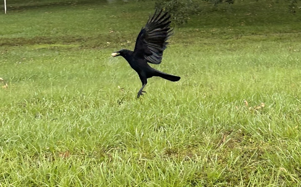 American Crow from University of South Florida, Tampa, FL, US on ...