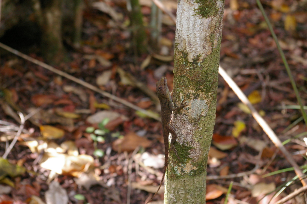 Anoles from North Side, Cayman Islands on January 23, 2015 at 01:02 PM ...
