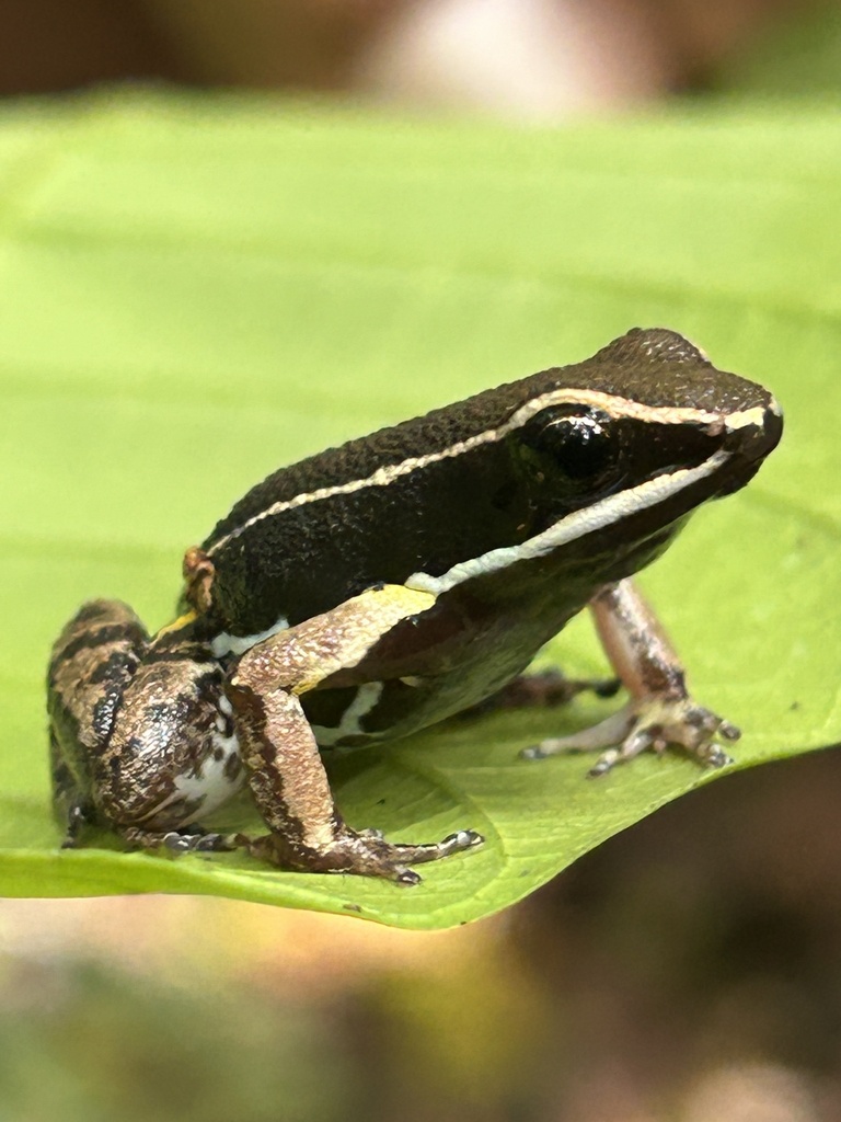 Spotted-thighed Poison Frog from Parque Nacional Yasuní, Orellana ...