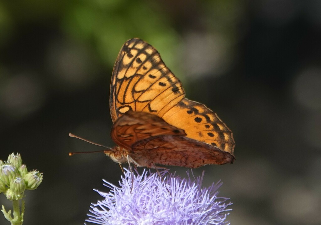 Mexican Fritillary from Sierra Vista Southeast, AZ, USA on October 17 ...