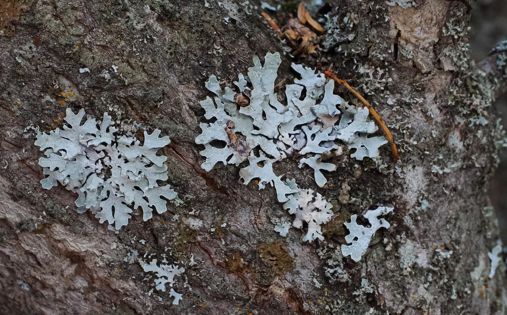 shield lichen from Fort Simpson, NT X0E, Canada on October 19, 2024 at ...