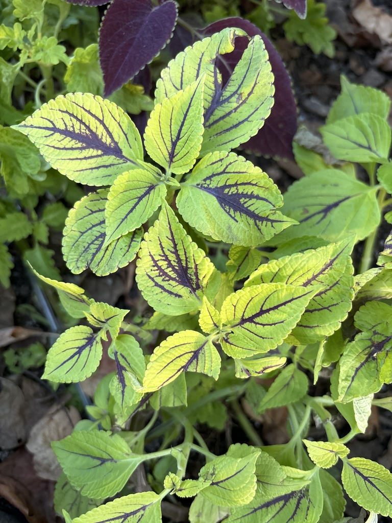 Coleus from Worlds of Fun, Kansas City, MO, US on October 20, 2024 at ...