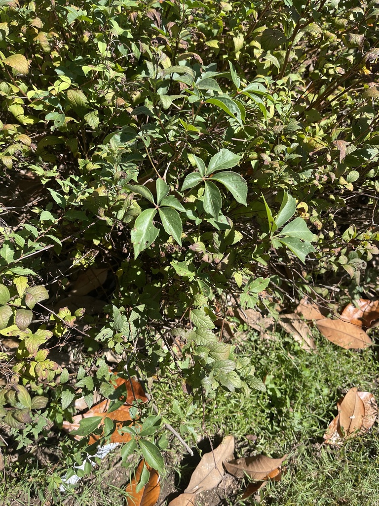 Virginia creeper from Georgia State University - Perimeter College’s ...