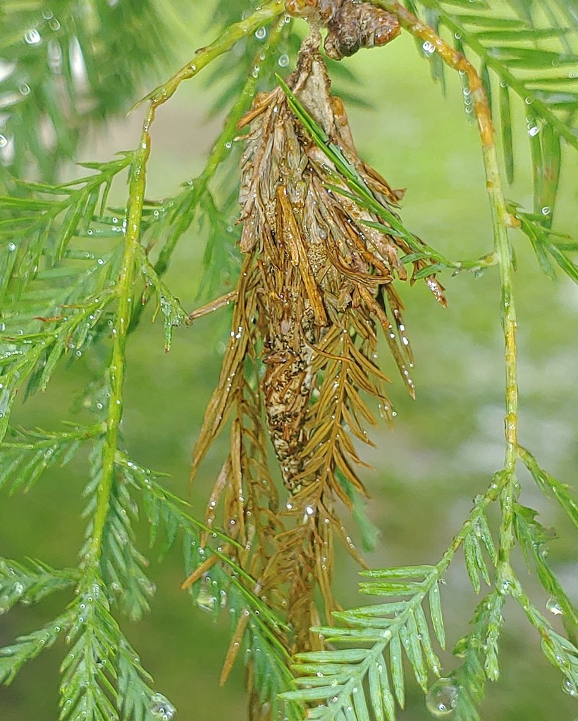 Evergreen Bagworm Moth from Springfield, MO 65804, USA on July 8, 2019 ...