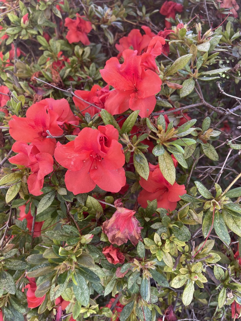 rhododendrons and azaleas from Georgia State University - Perimeter ...