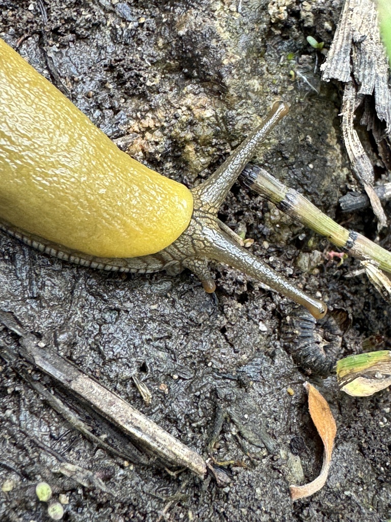 Southern Pacific Banana Slug from Channel Islands National Park, CA, US ...