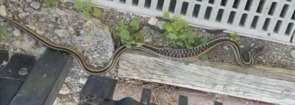 Common Garter Snake from Tulsa, OK, US on October 20, 2024 at 06:09 PM ...