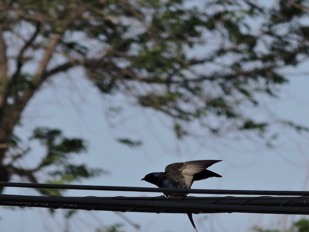 Southern Martin from B8000, Provincia de Buenos Aires, Argentina on ...