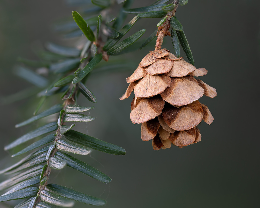 eastern hemlock from Bradford County, PA, USA on October 20, 2024 at 07 ...