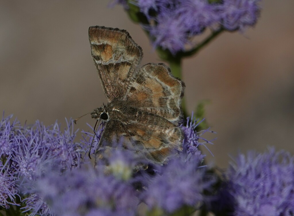 Arizona Powdered-Skipper from Sierra Vista Southeast, AZ, USA on ...