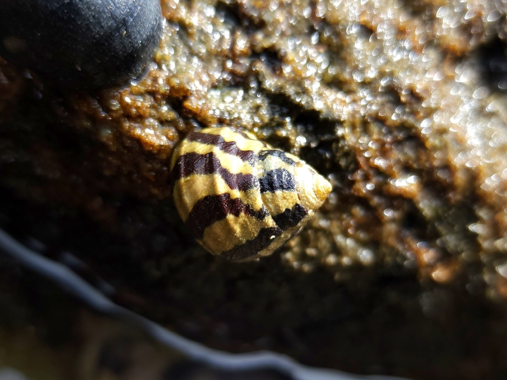 Zebra Top Snail from Jervis Bay Territory 2540, Australia on October 19 ...