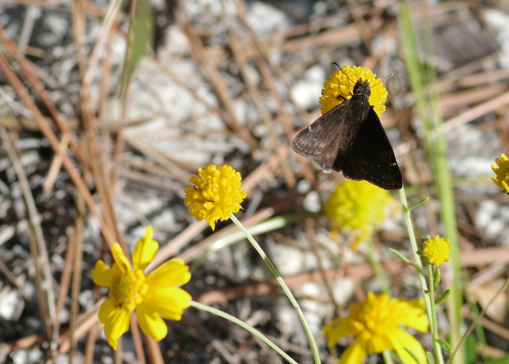 Zarucco Duskywing from Creek Bluffs Loop Trail, Tiger Creek Preserve ...