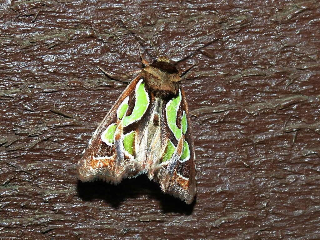 Green-blotched Moth from Coomba Park NSW 2428, Australia on October 20 ...