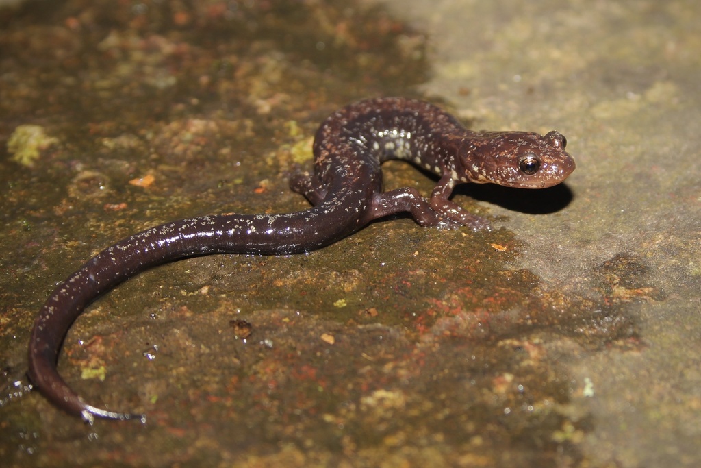 Shenandoah Salamander in October 2024 by Ty Smith · iNaturalist