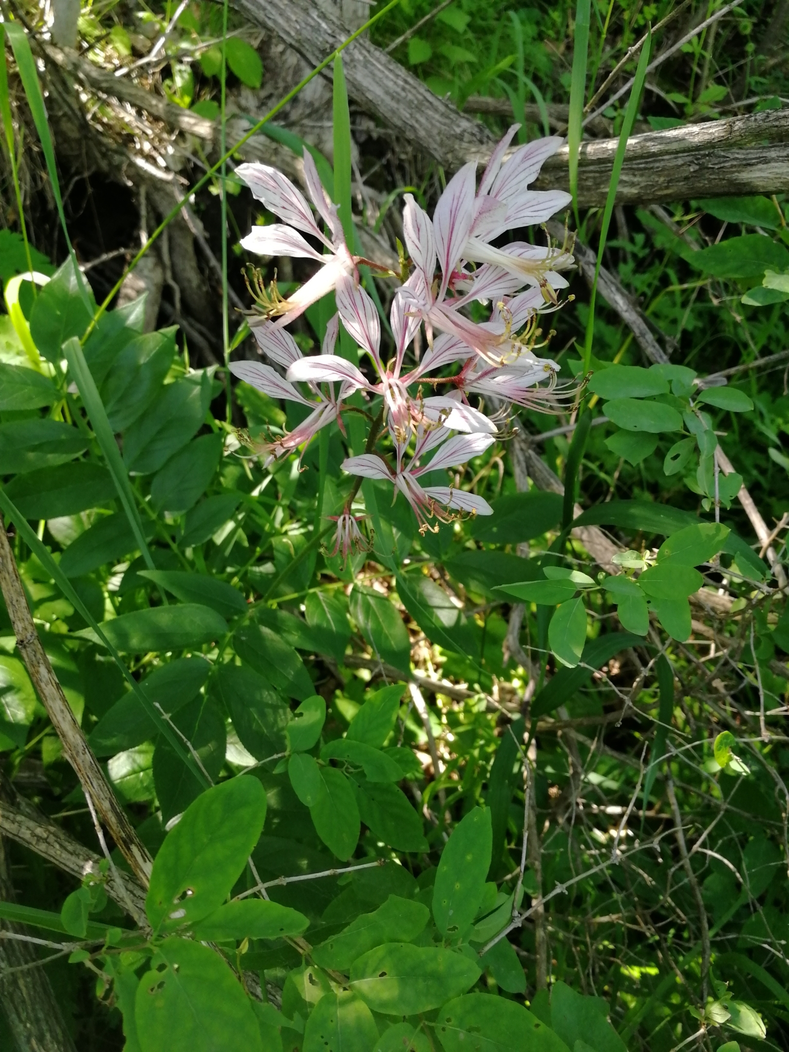 Dictamnus angustifolius G.Don ex Sweet